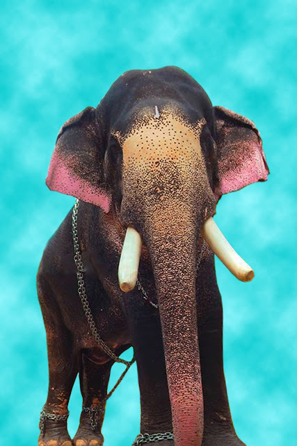 Puthupally kesavan Kerala Elephant - Kerala Elephant Puthupally kesavan