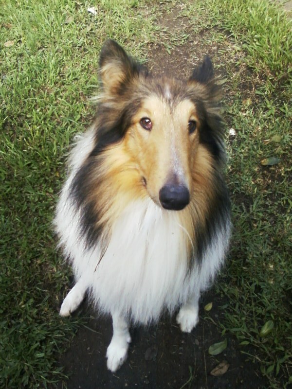 SONIA G.: CONOCE AL PASTOR COLLIE