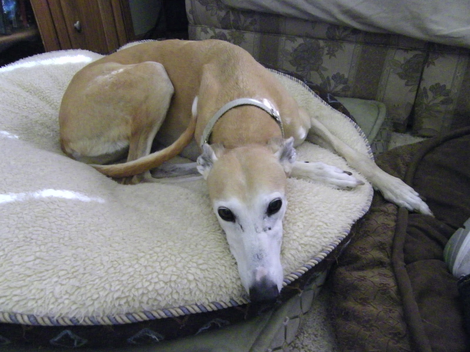 Northern Lights Greyhound Adoption Dog Blog: NLGA Photo Roundup ...