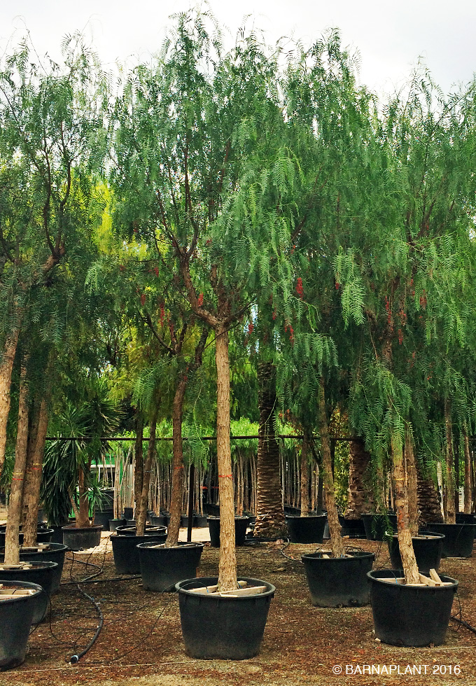 Plantas Barnaplant: Schinus molle, el árbol ideal para parques y jardines