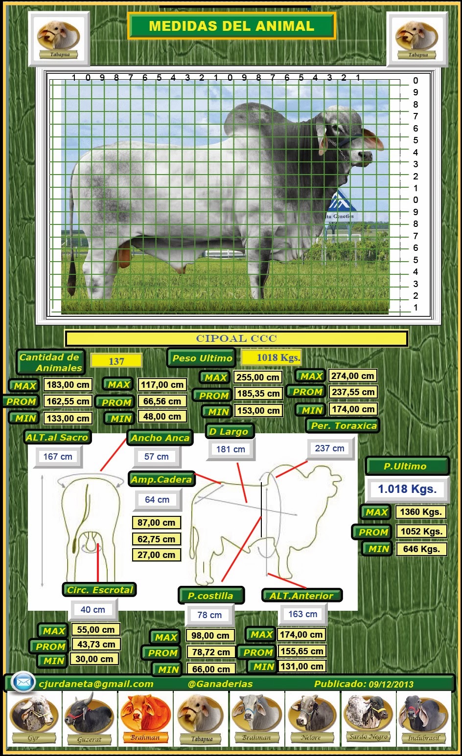 CEBÚ ♥ ♥ ♥ ZEBÚ♔♕♖♗♘ LA PASIÓN POR EL #CEBÚ #ZEBU: CIPOAL CCC ...