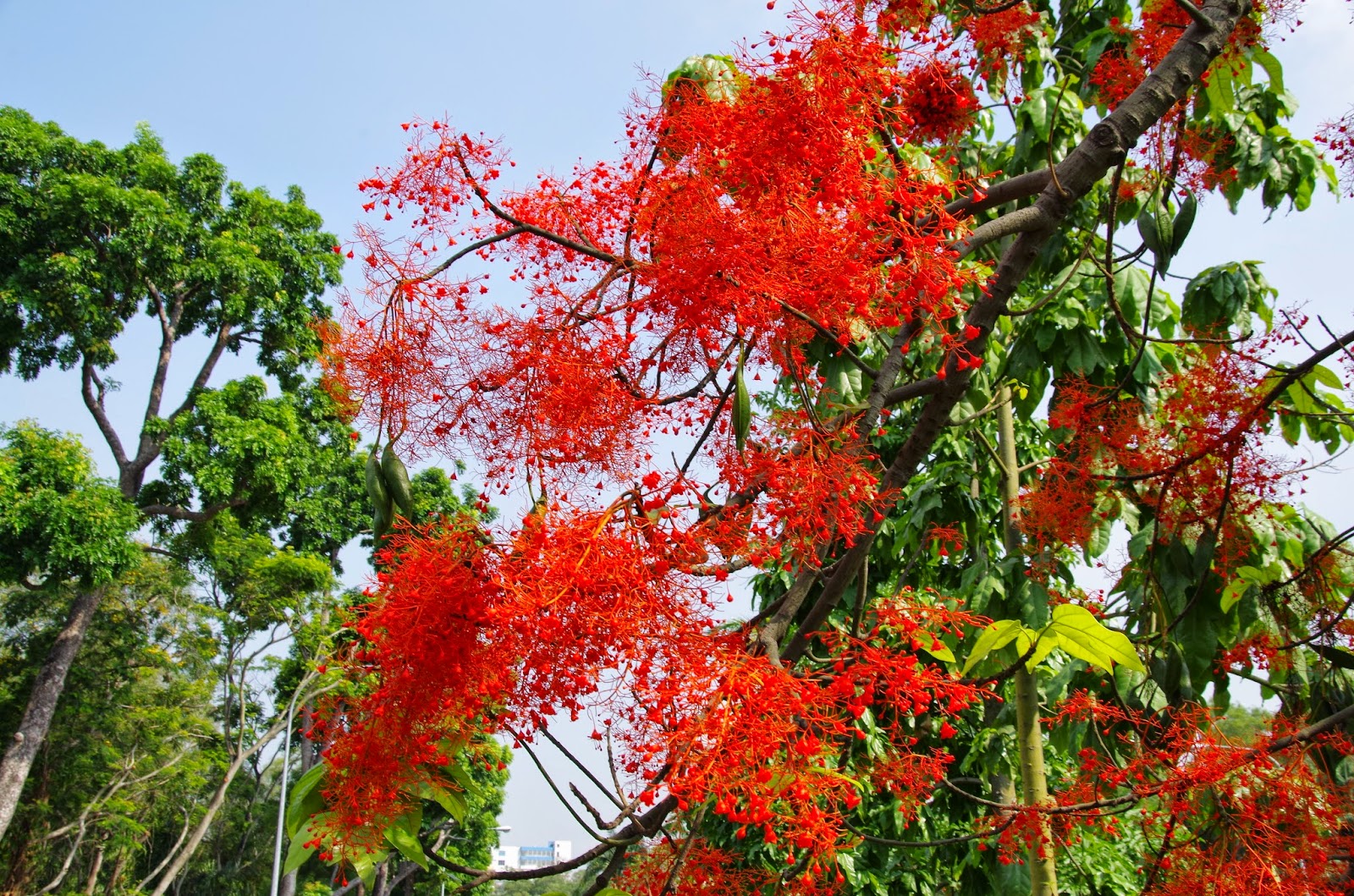 Trees and Plants: Illawarra Flame Tree