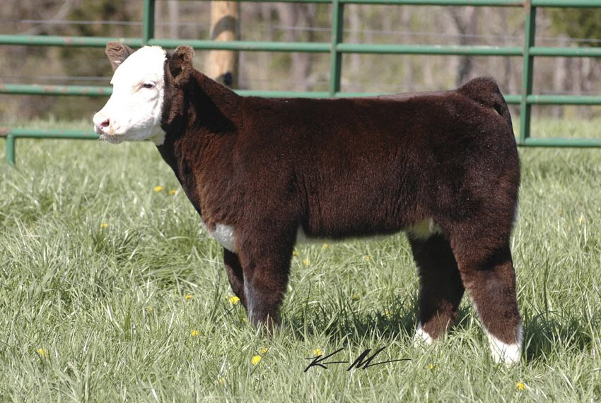 RCC Blog: One and Only Calves