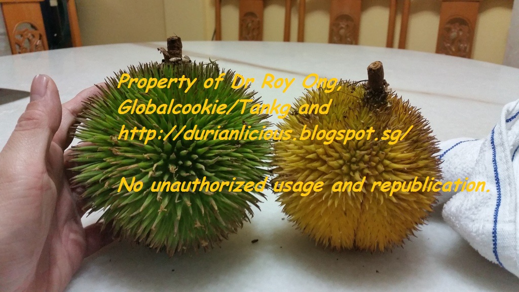 Durianlicious: Red Durian - Myth or Mystery?