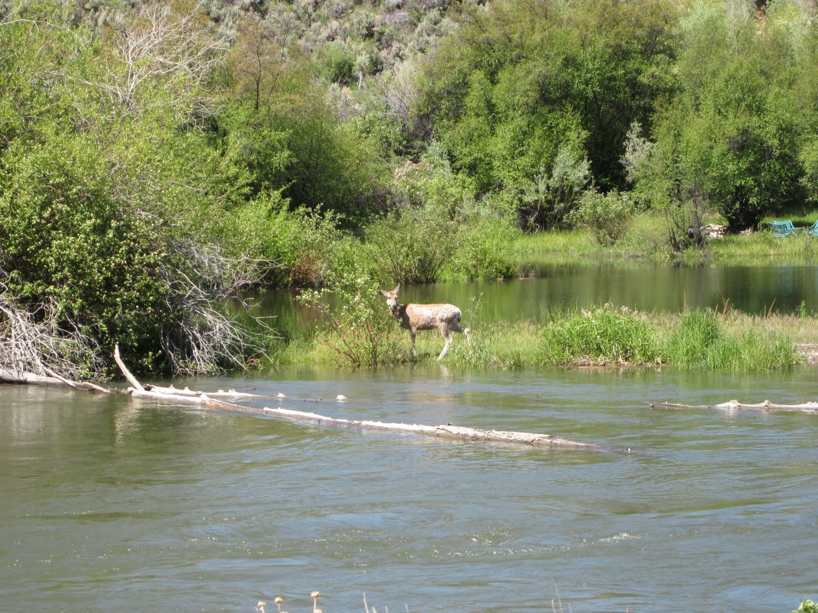 Mackay, Idaho 83251: Big Lost River Running High at the Smelter Bridge ...