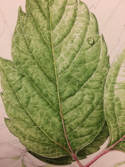 Central Virginia Botanical Artists: 2017