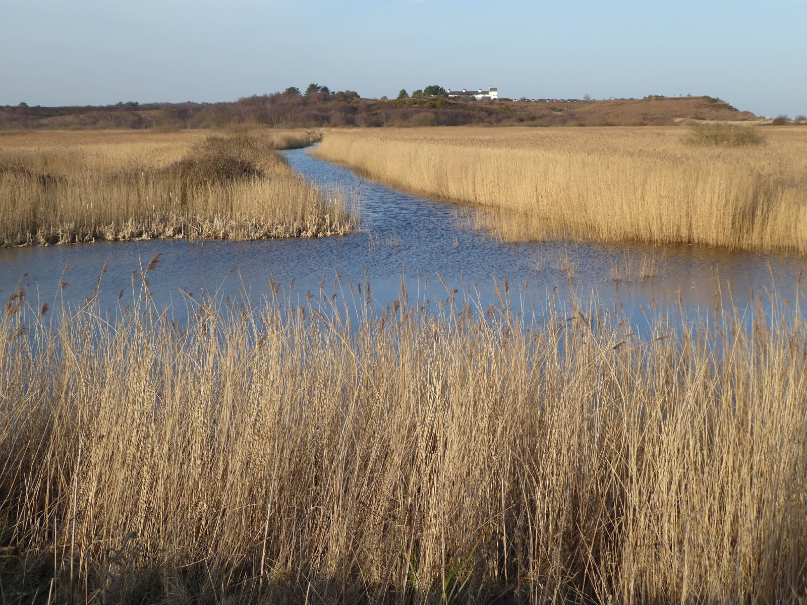 Wild and Wonderful: A Quick Flit Around RSPB Minsmere