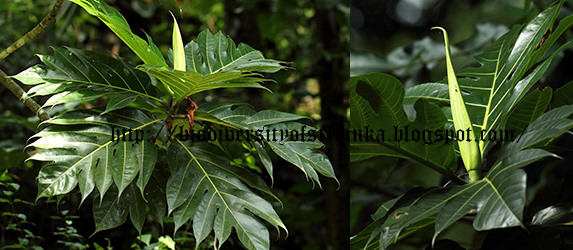 Biodiversity of Sri Lanka: දෙල්/රට දෙල්[Del/Rata del]/Breadfruit tree ...
