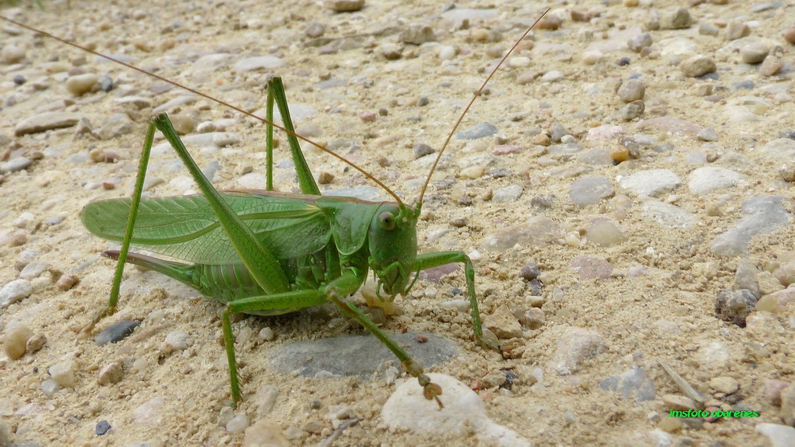 MONTES OBARENES ENTORNO Y VIDA: Saltamontes verde común (Tettigonia ...