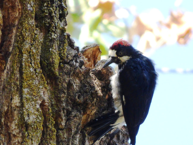 Geotripper's California Birds: Acorn Woodpeckers on the Tuolumne River