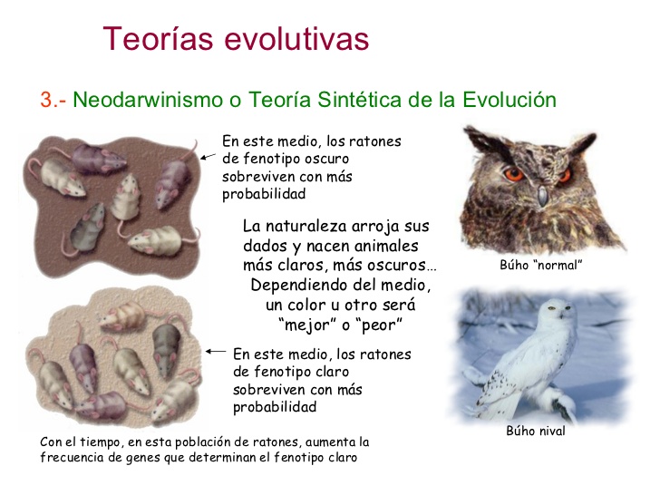 TRIPLE C: Evolución de los seres vivos: Neodarwinismo