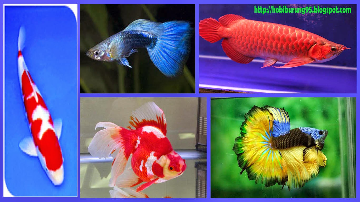 Jenis - Jenis Ikan Hias Air Tawar