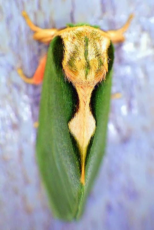 Kaitlyn's Paraguay Adventures!: Paraguay Insects- Post 1