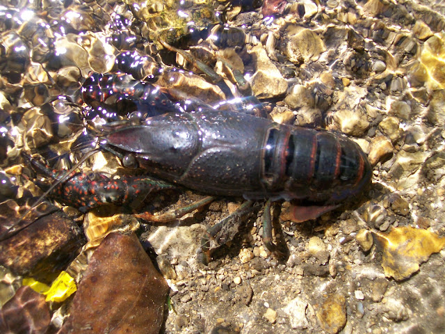 Natural Gault: Arthropods