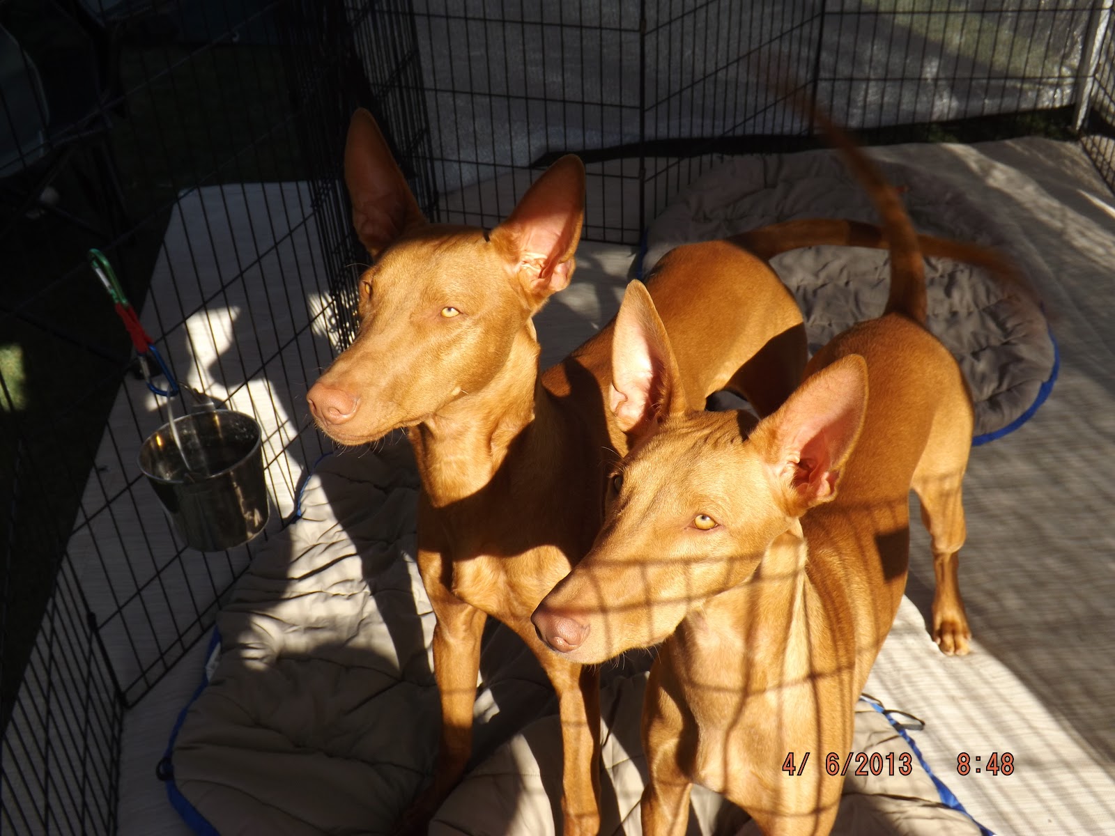 Up to Speed: Kachina Kennel Dog Show Sprin 2013