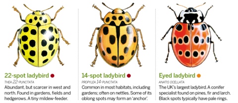 Knowledge for Better Life: Spotter's guide to British ladybirds