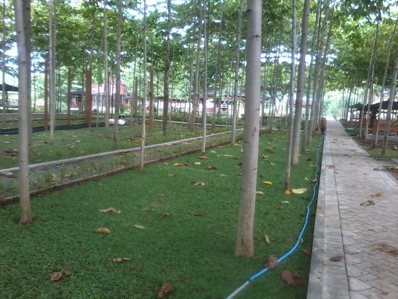 Harga rumput gajah mini, jepang, swiss, golf, lamuran, manila Oktober ...