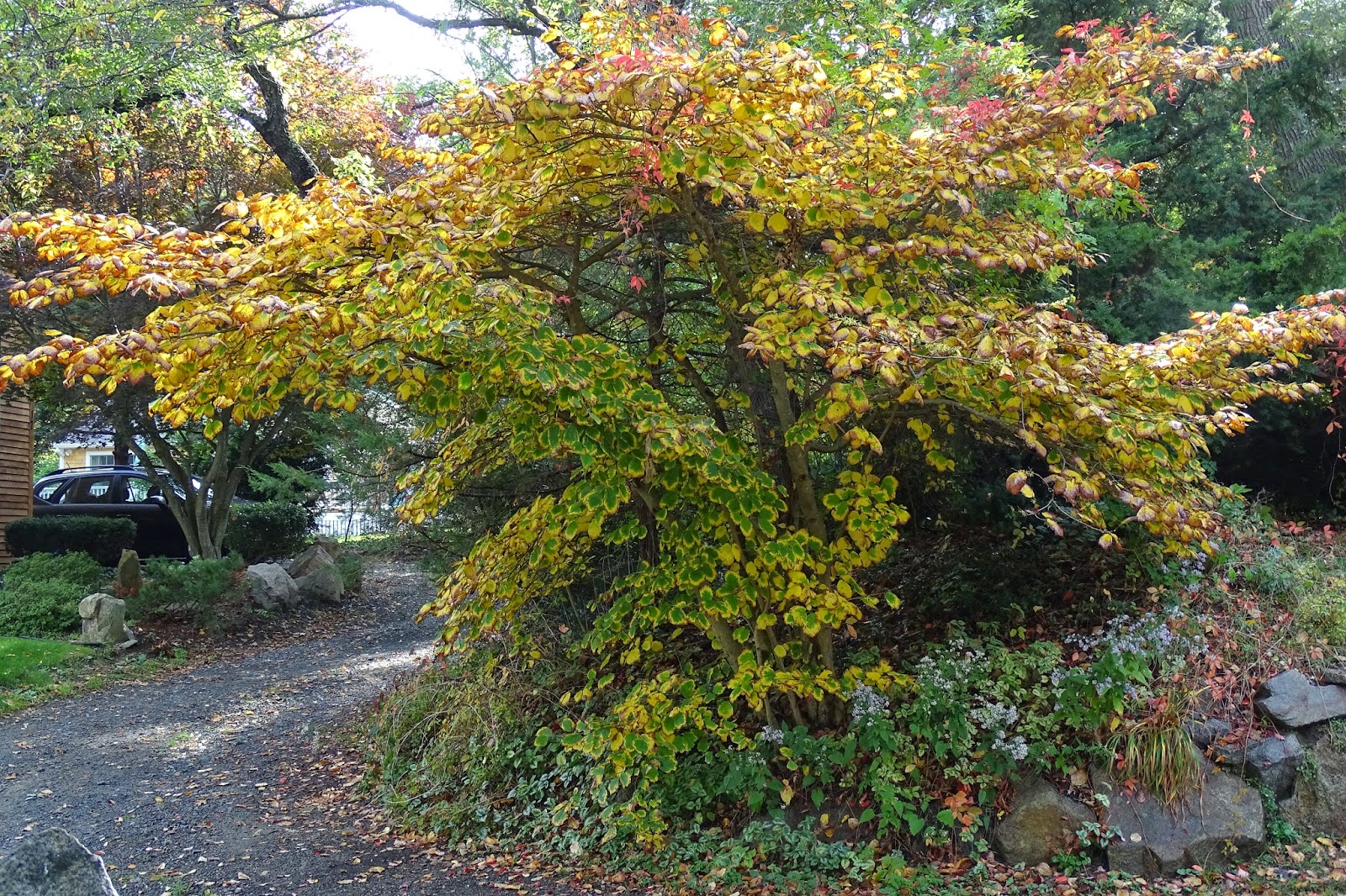 Notes from Halibut Point: Witch-hazel