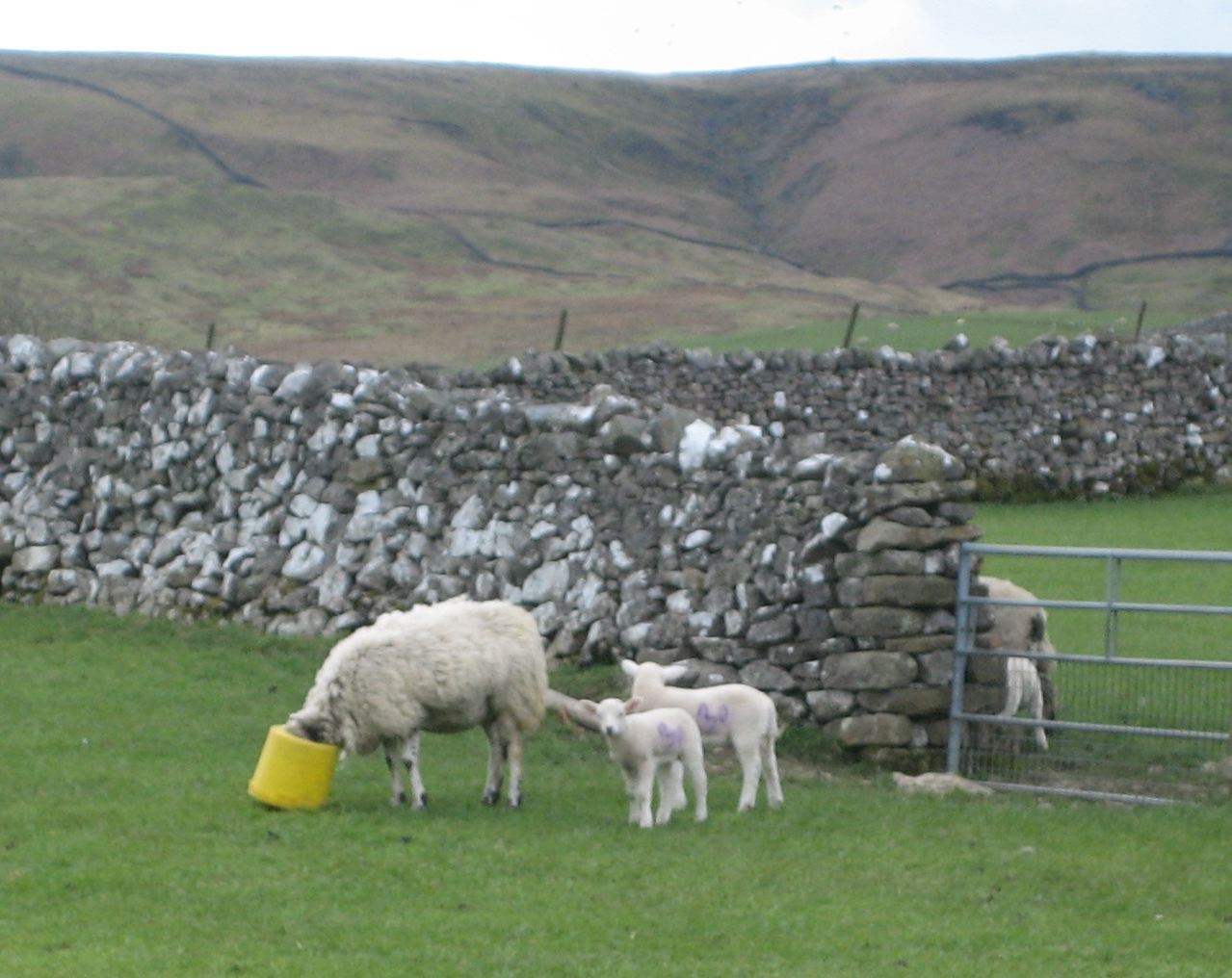 Martin's Moths: April 2012