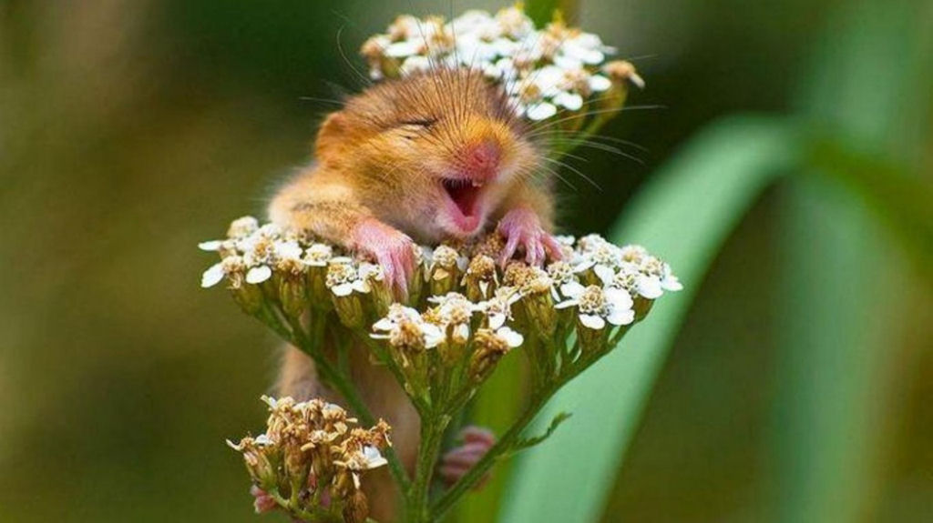 PRIMAVERA seja bem vinda a mais um ciclo!