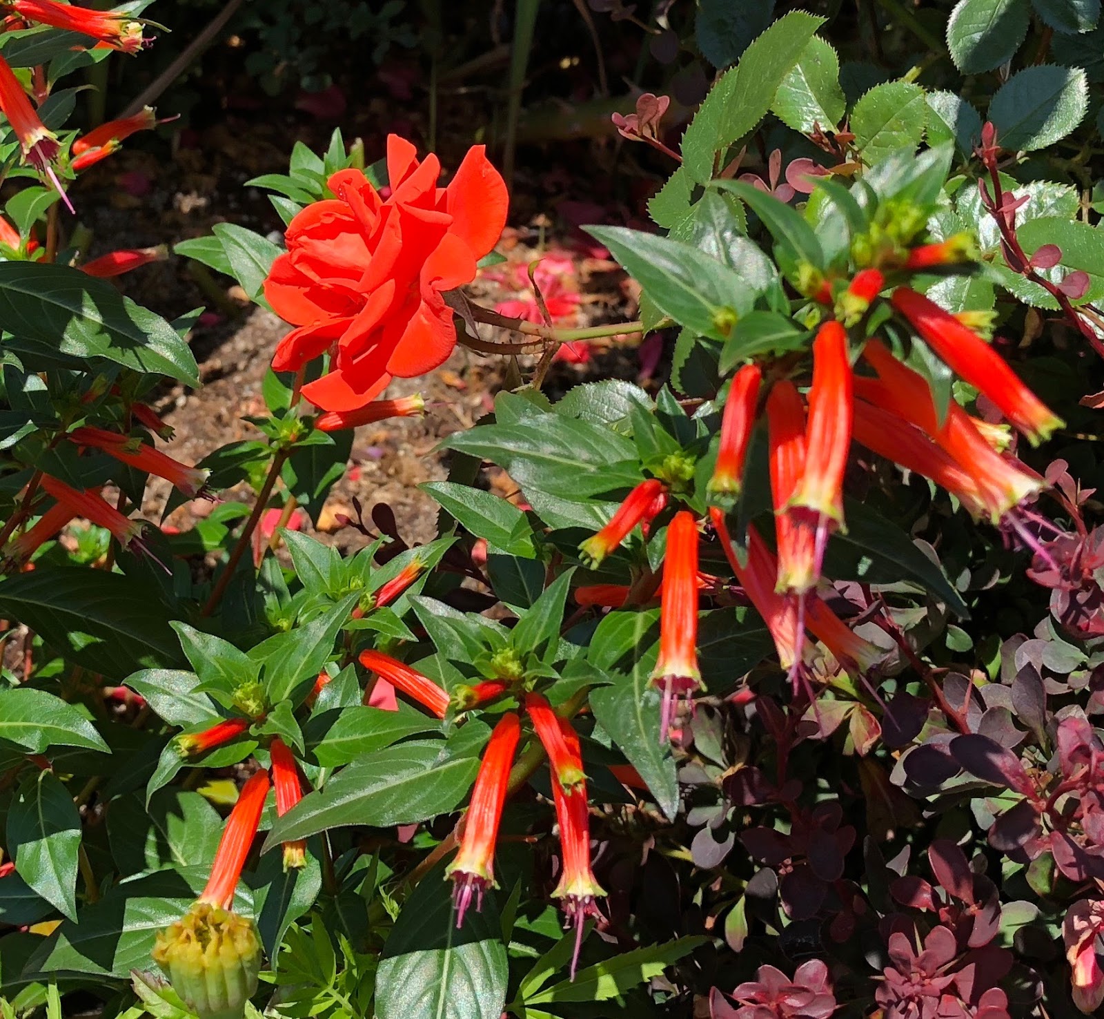 Bonney Lassie: Finally Flowers