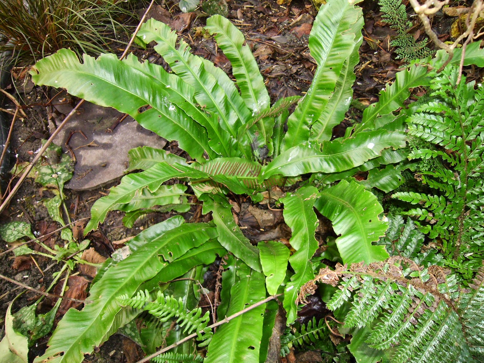 Het paradijsje van Jane: Plant #10: De varen (Pteropsida/Monilophyta)