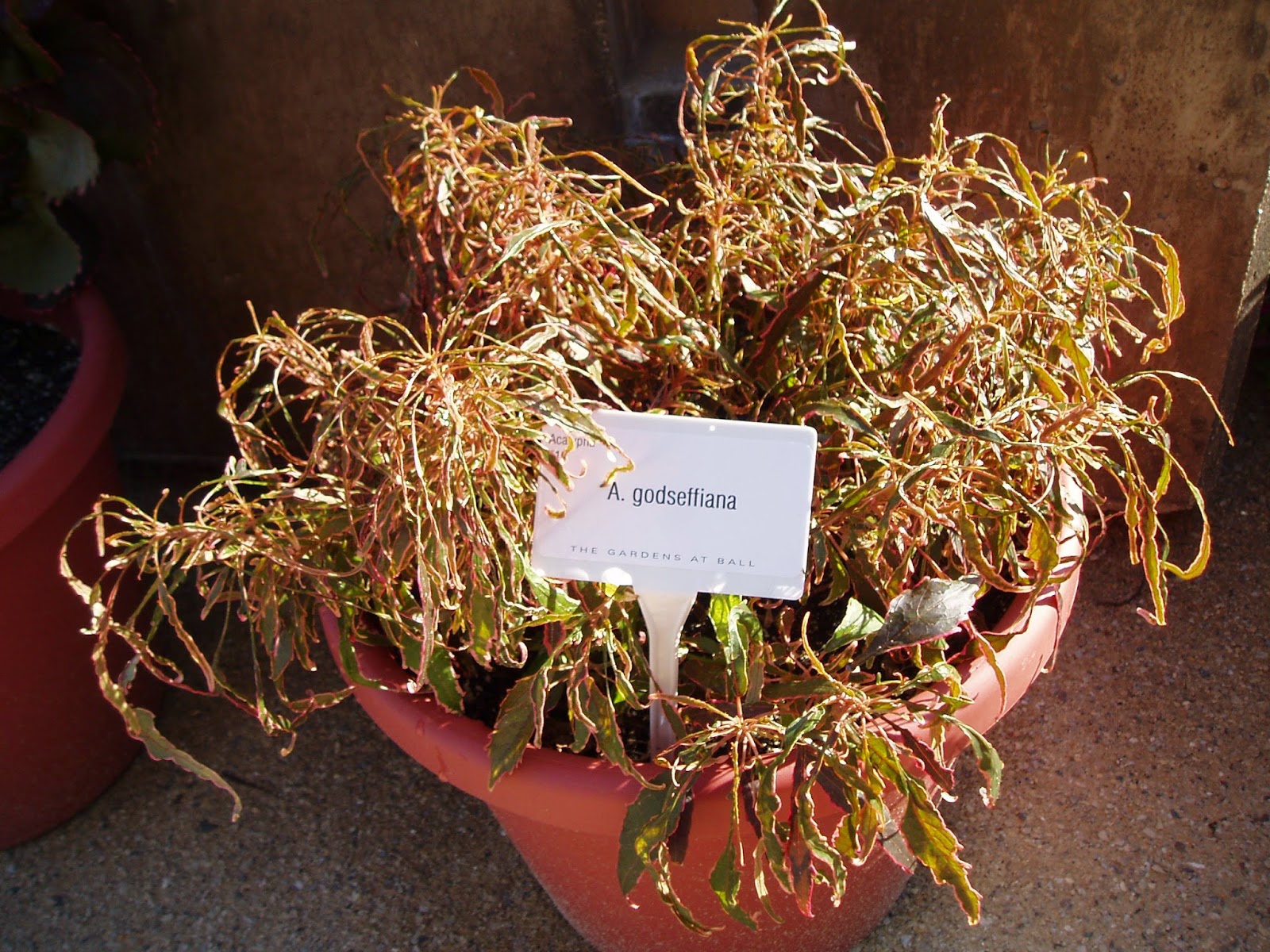 Rotary Botanical Gardens - Hort Blog: Consider Copperleafs