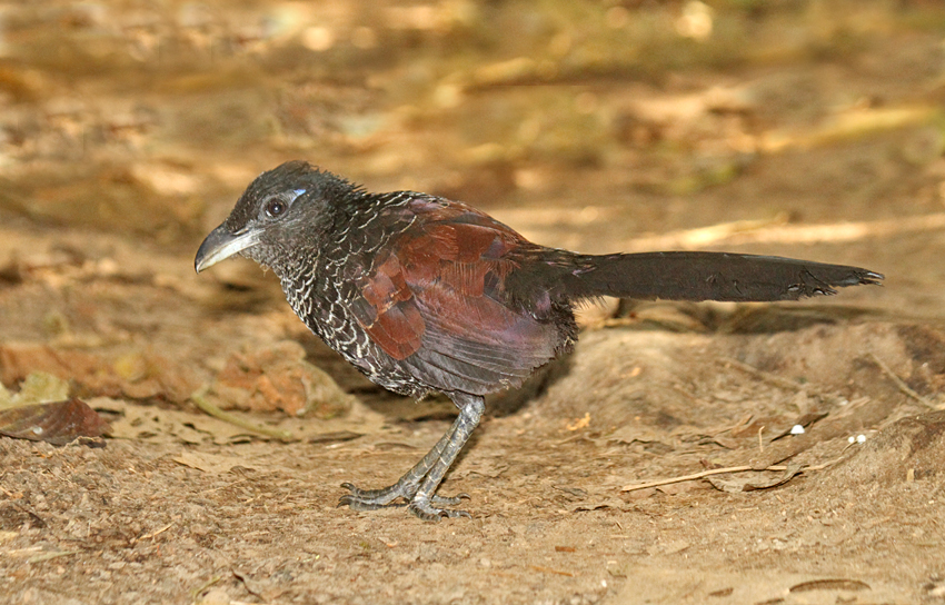 Lost in BIrding: Ecuador Interlude: BANDED GROUND-CUCKOO (22 Sept.)