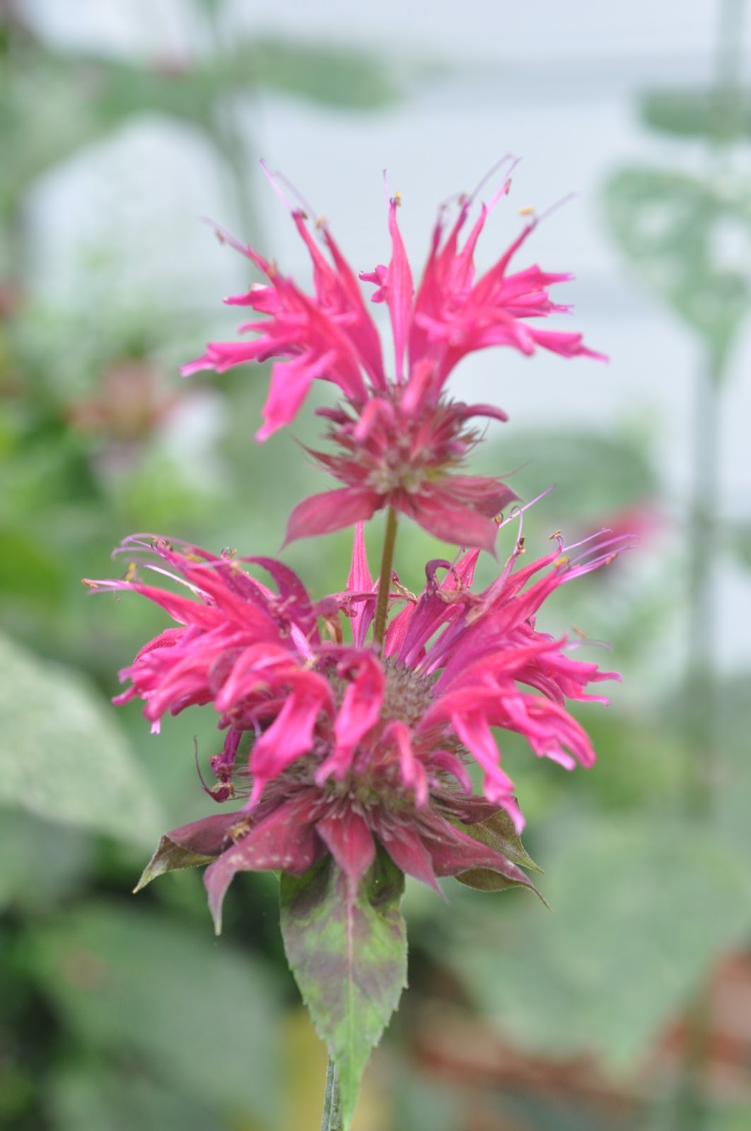 Adventures In Gardening: A Seussian Flower