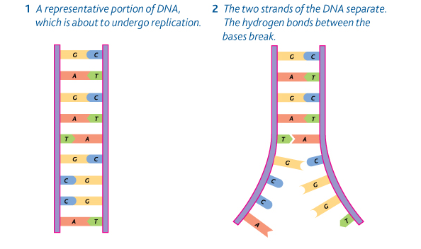 # 34 DNA structurer and replication | Biology Notes for A level