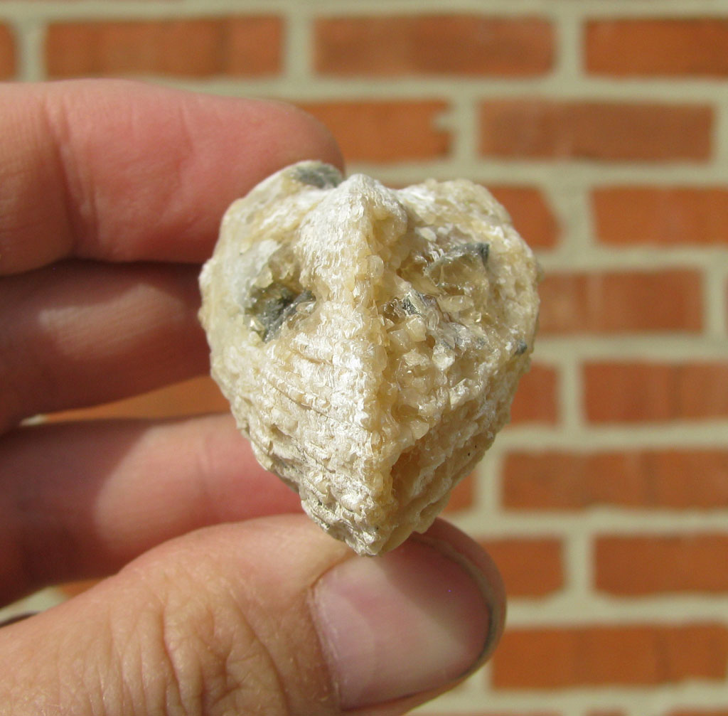 Views of the Mahantango: Anadara sp. fossil Pelecypod from Florida