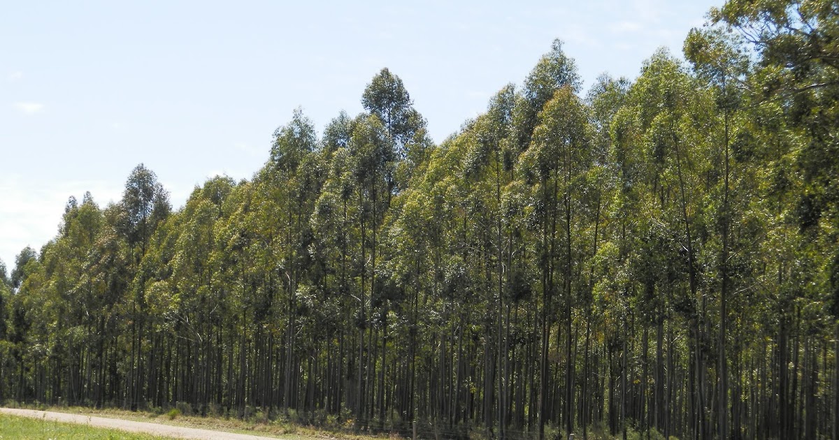 Mundo Forestal: Fotos: Entre Ríos