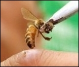 Bee Healthy Farms: Treatment of Lyme Disease with Bee Venom - Part II