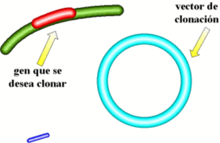 luz eugenia: UNIDAD 10 TÉCNICAS DE LA BIOLOGÍA MOLECULAR