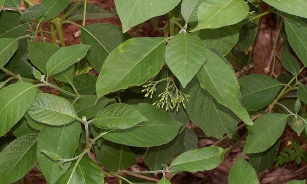 Pavatta, Malayamotti-p-pa- (Pavetta indica) - KERALA FLORA