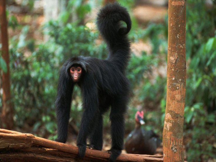 Blog Misteri Tesla: Legenda De Loys' Ape