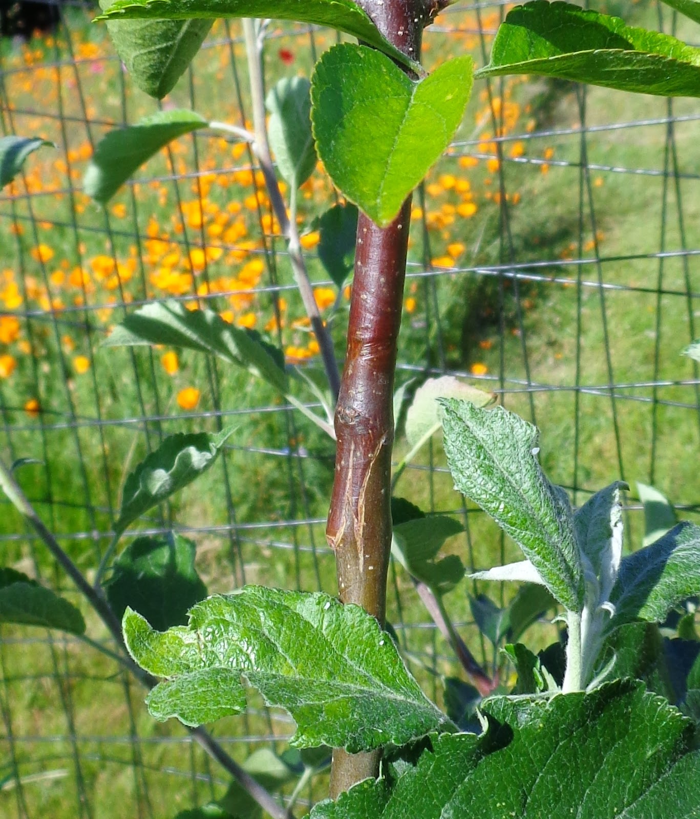 Growing Greener in the Pacific Northwest: Whip and Tongue Grafts ...