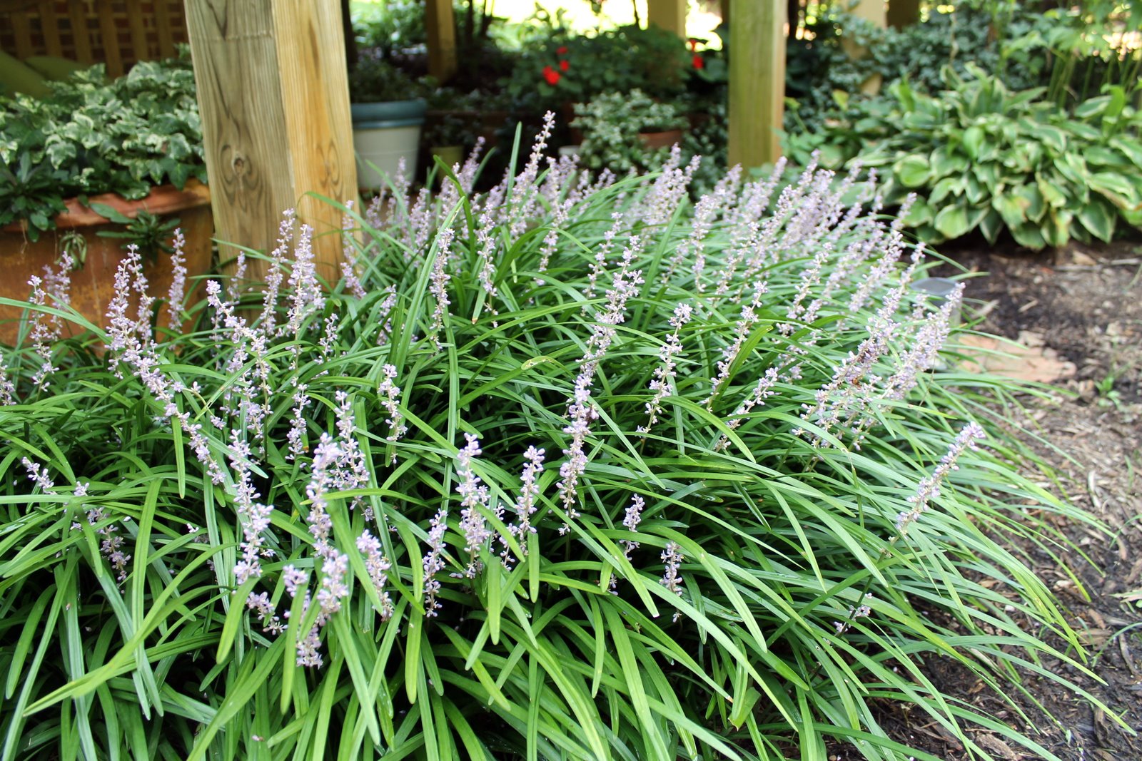 I have some planted on the edge of my basement patio.