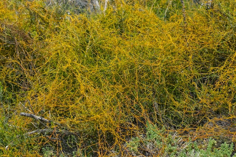 A Wandering Naturalist: Australia: Ancient Life