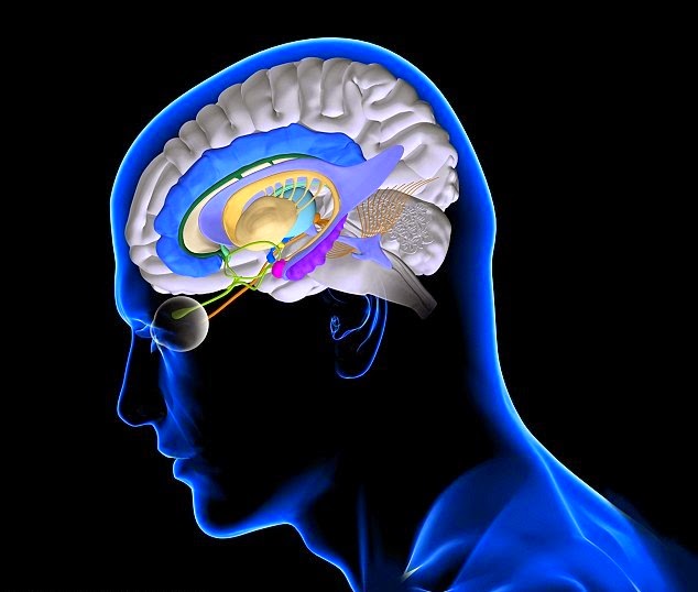 tHE: New Study Reveals How the Brain Recognizes Speech Sounds