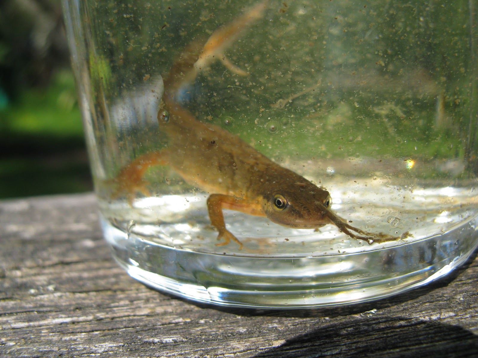 Froglife news: Froglife’s Dragon of the Month: Smooth Newt