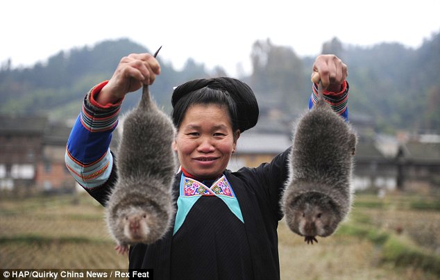 Health, Love and Entertainment: China's Bizarre Bamboo Rat farms