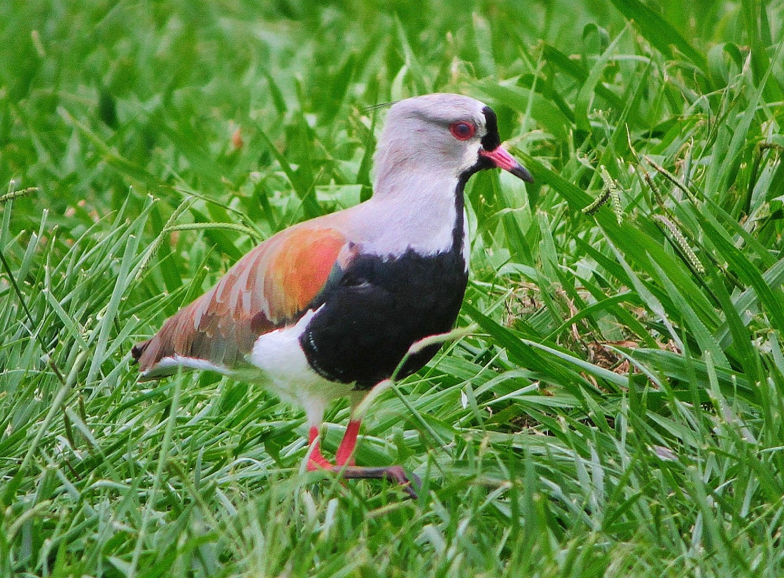 Las Aves que Viven en Chile: Queltehue, Treile o Tero Tero, el amigo ...