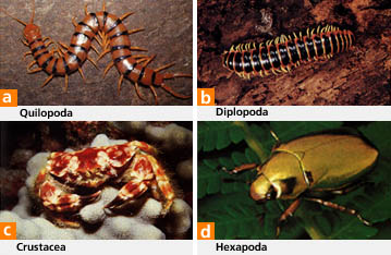 Arthropoda (Joint legged animals)