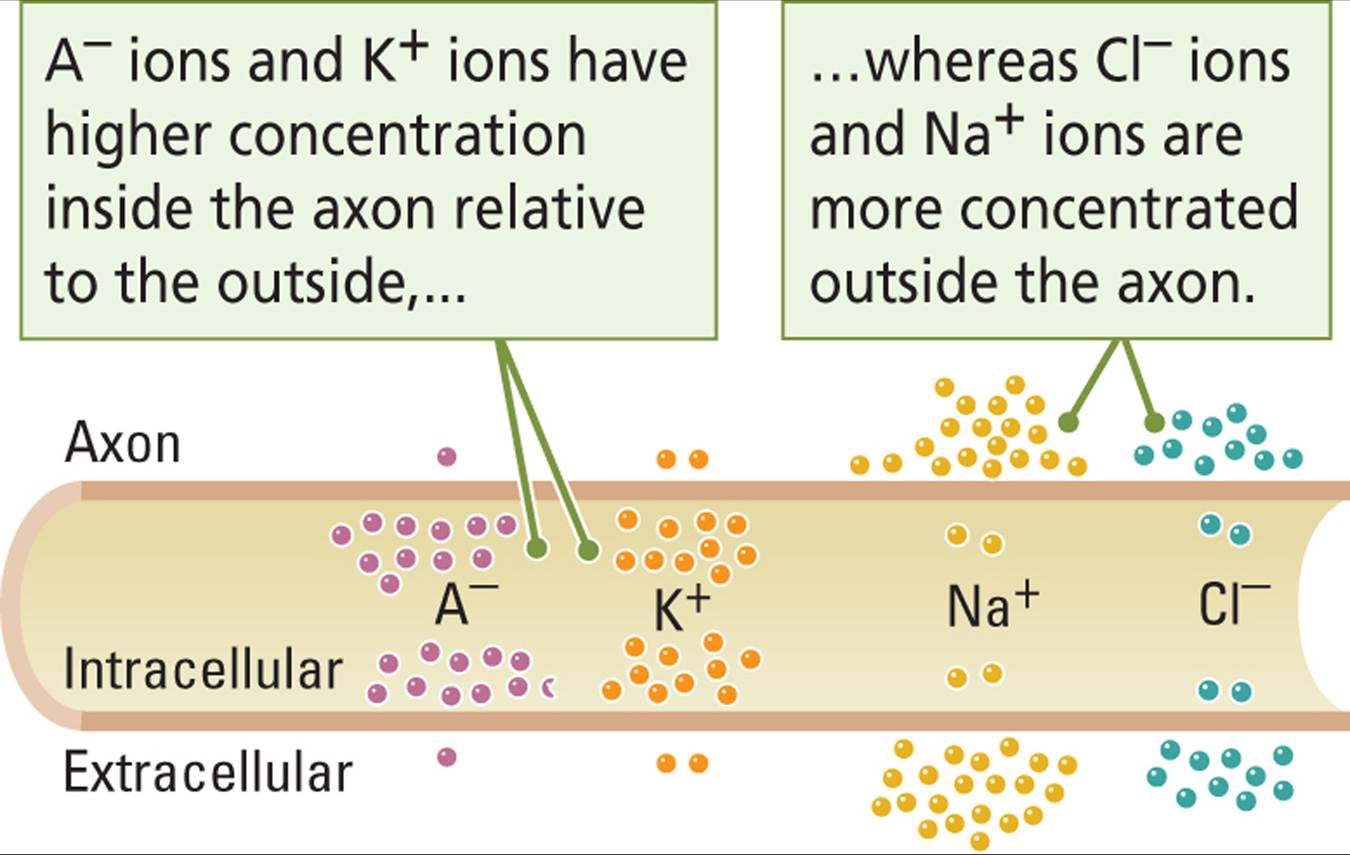 Life After Being A Student - My Mission To Learn: Neuroanatomy