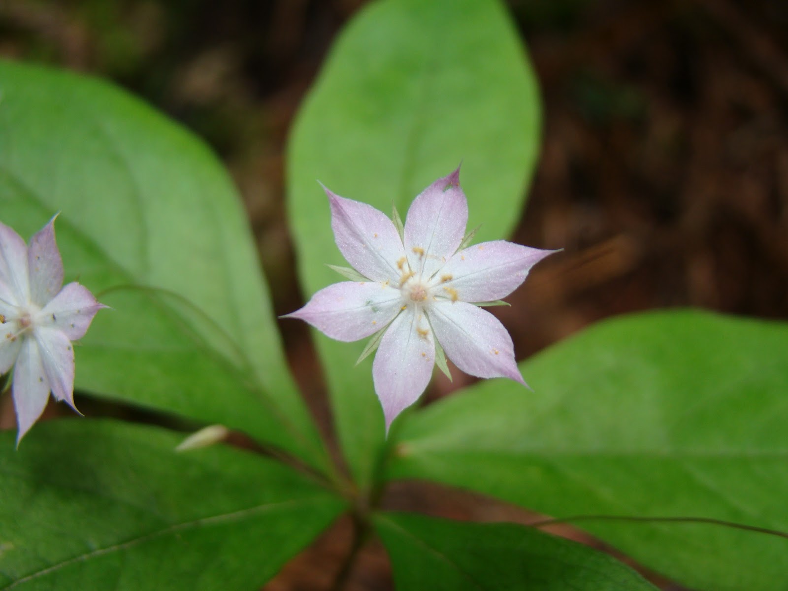 Leaves of Plants: Pacific Starflower