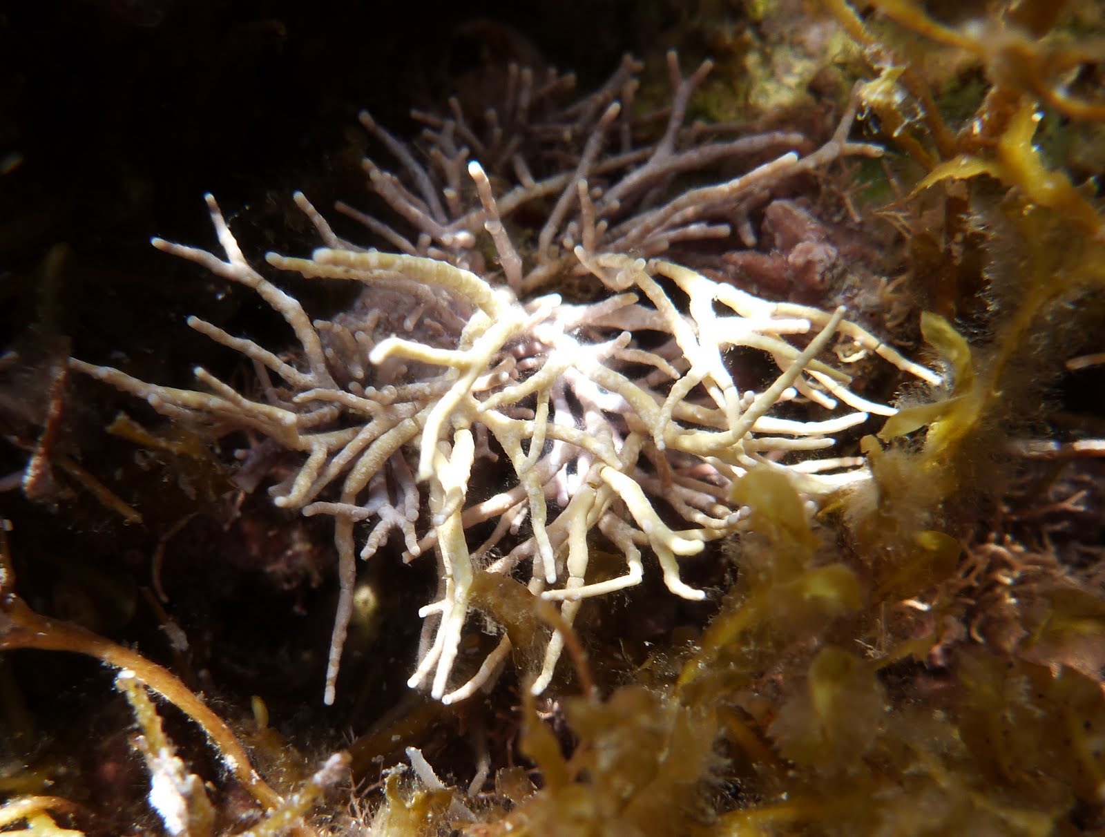 mar menor mar mayor: Amphiroa rigida