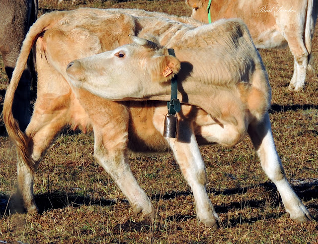 Naturaleza Viva : La caca de la vaca