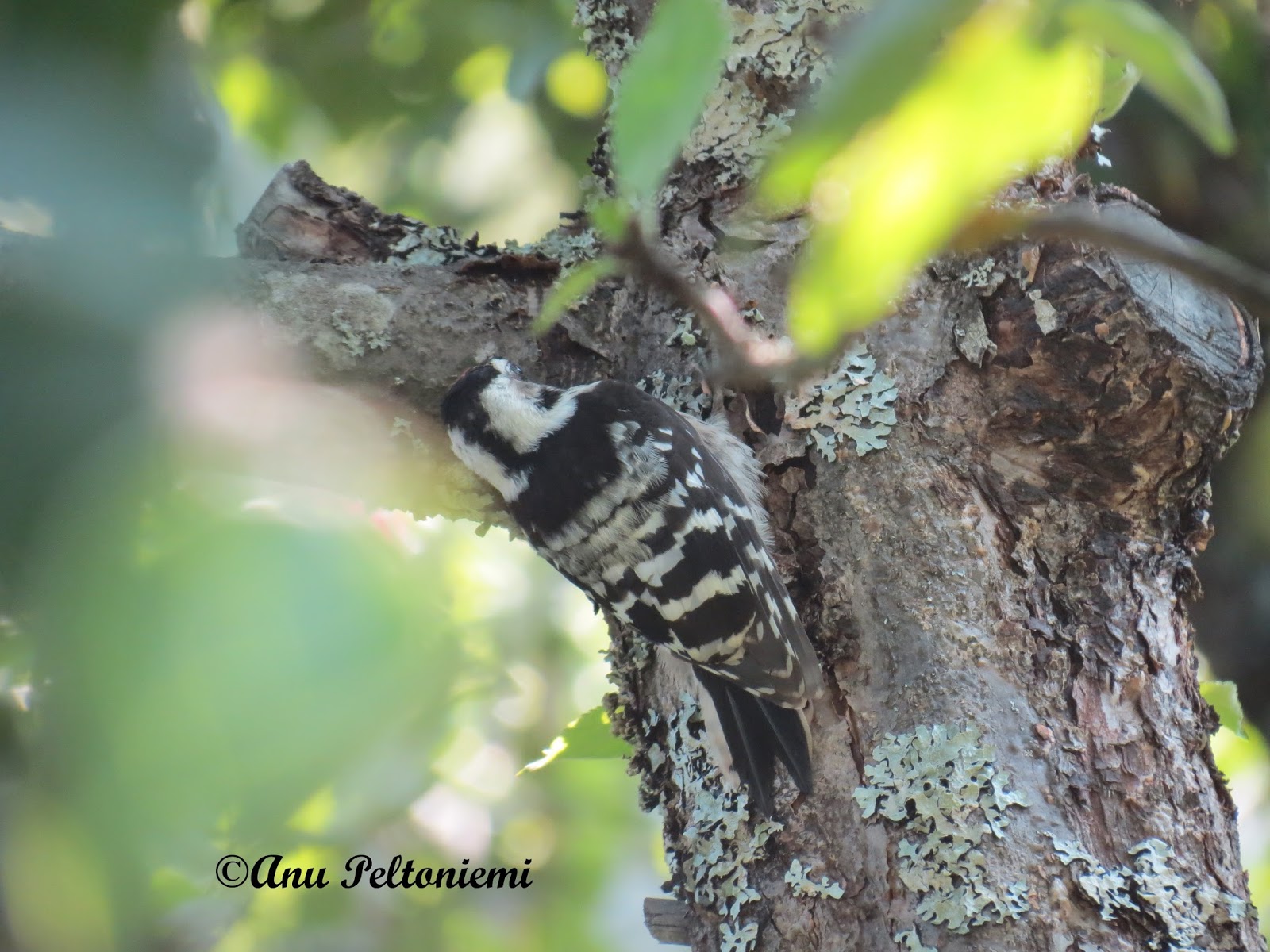Lintuilua - Birding: Pikkutikka