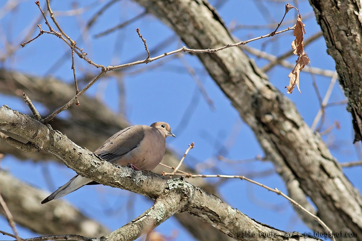 mis fotos de aves: Zenaida macroura Zenaida Huilota Mourning Dove